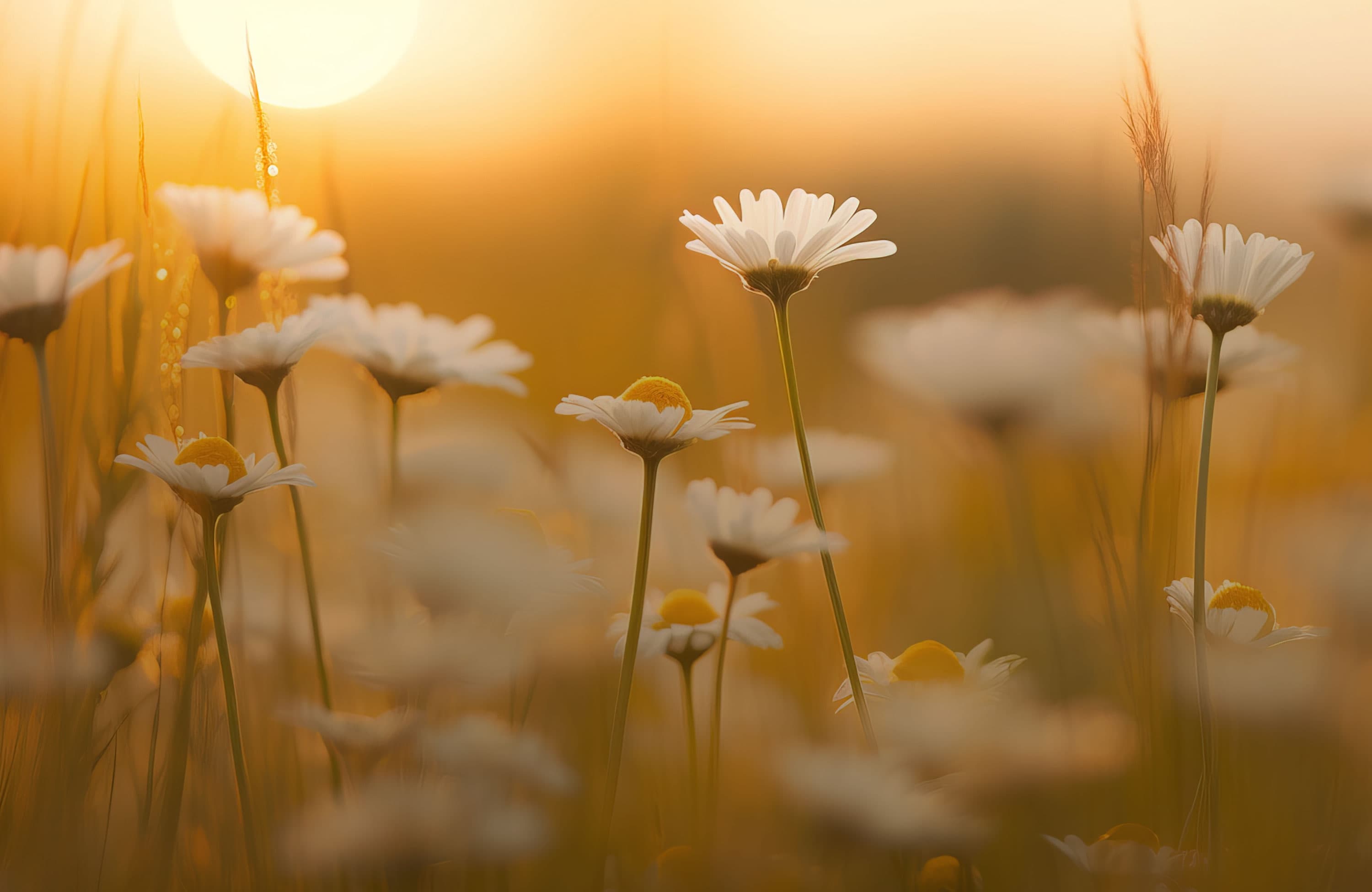 Nature's Sunshine Products of Australia